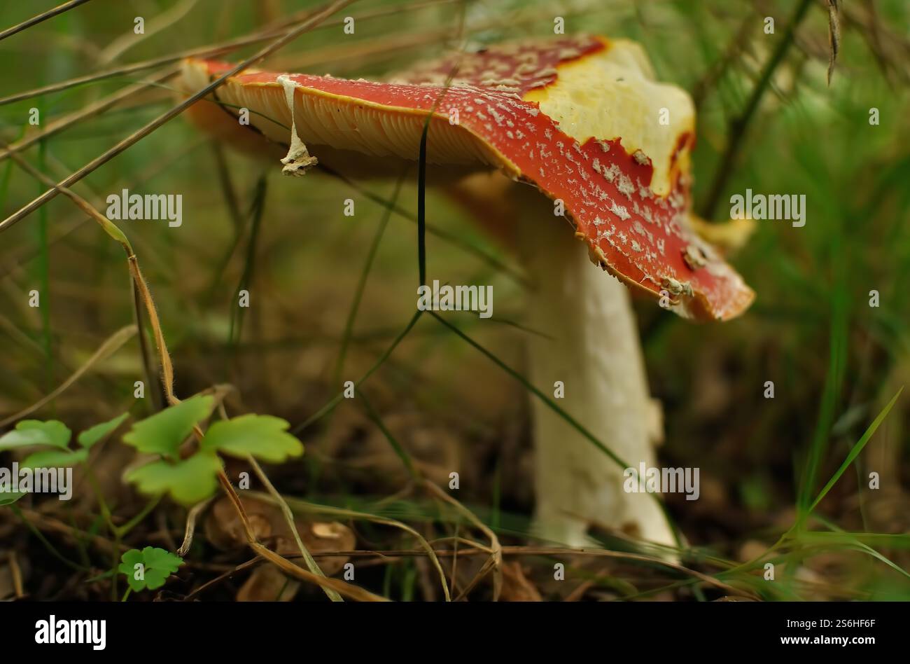 Fungo bianco e rosso immagini e fotografie stock ad alta risoluzione ...