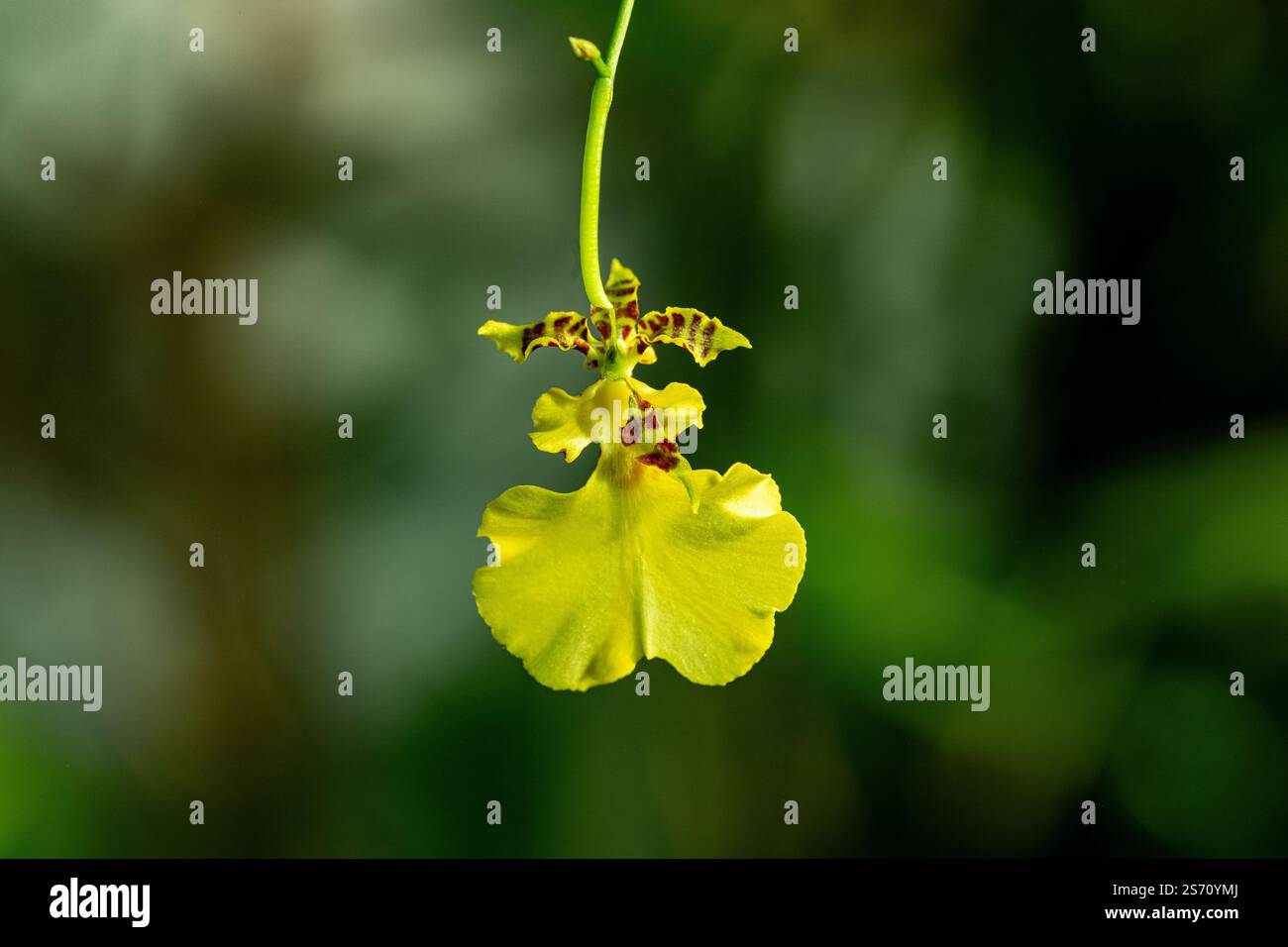 Oncidium goldiana immagini e fotografie stock ad alta risoluzione - Alamy