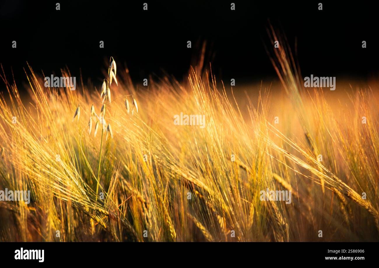 Seme di piante immagini e fotografie stock ad alta risoluzione - Alamy
