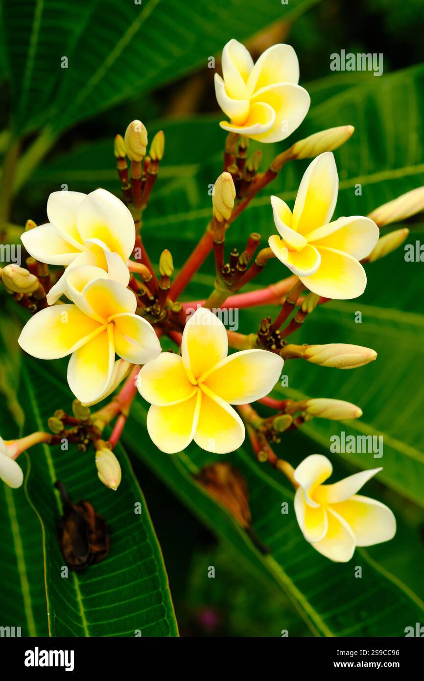 Fiori gialli di frangipane immagini e fotografie stock ad alta ...