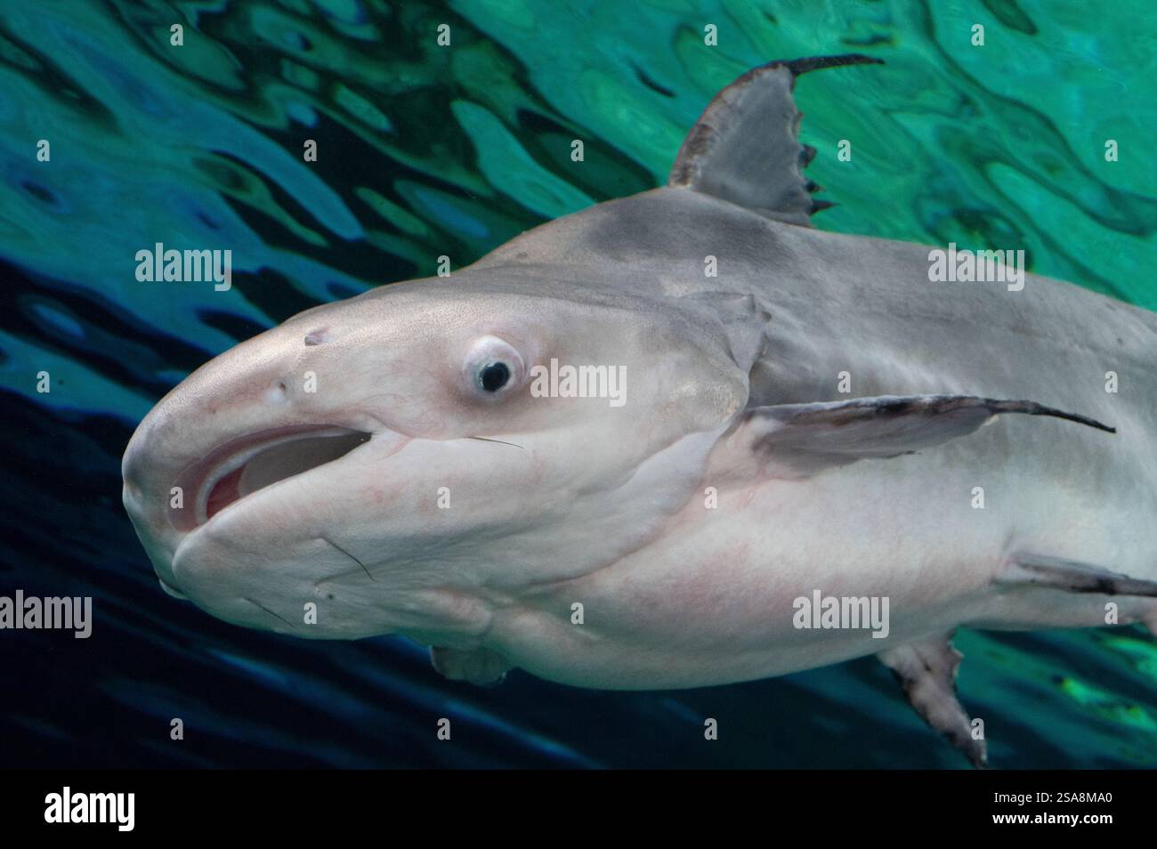 Giant pangasius immagini e fotografie stock ad alta risoluzione - Alamy