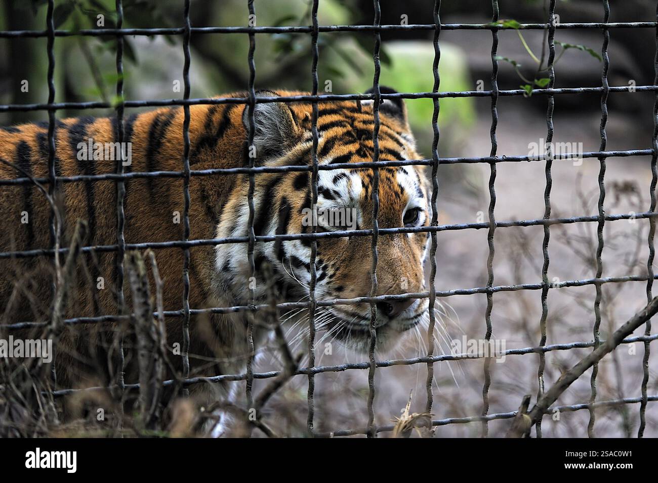 Una tigre dell'amur allo zoo immagini e fotografie stock ad alta ...