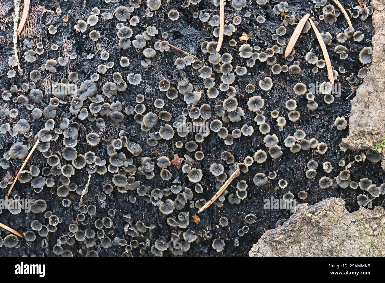 Cancro della corteccia fuligginosa immagini e fotografie stock ad alta ...