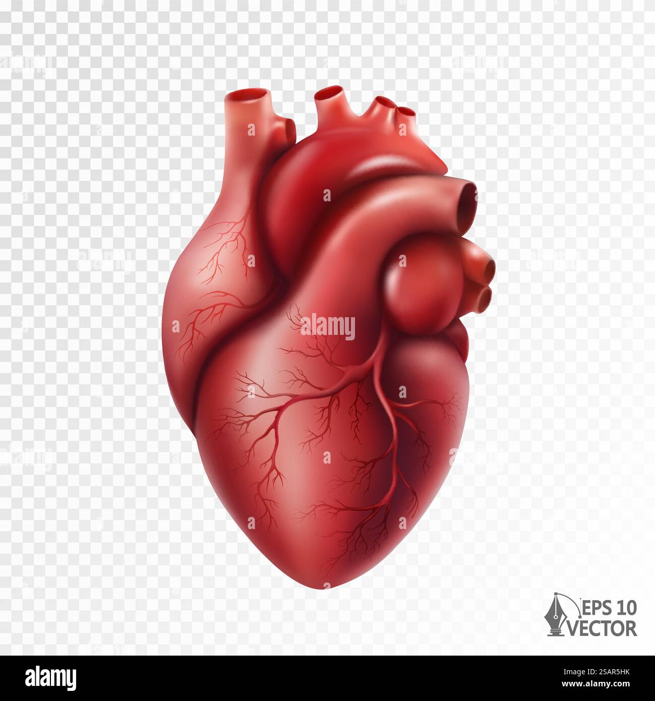 Cuore umano vettoriale realistico isolato su sfondo bianco. Correzione ...