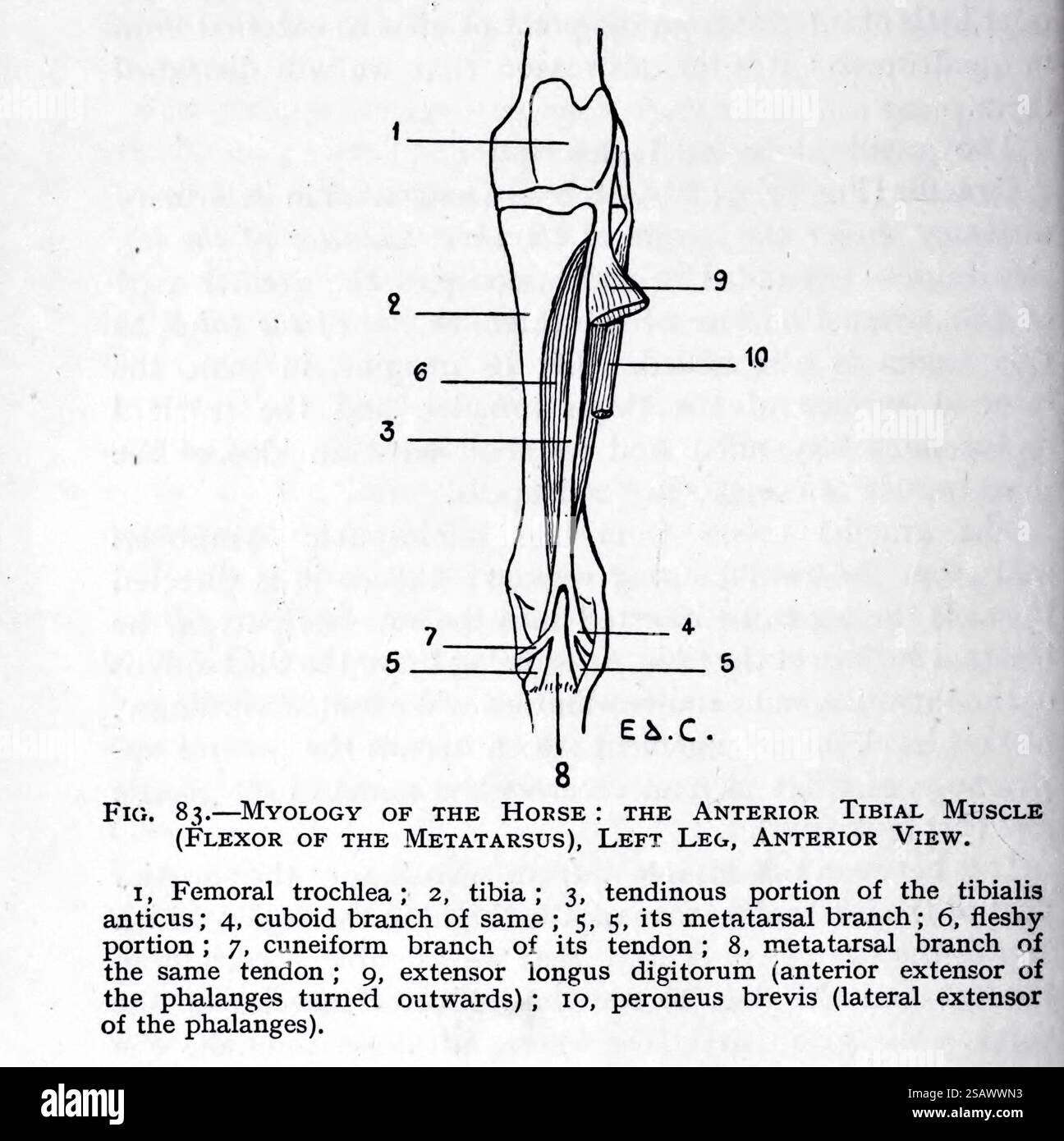 Muscoli della gamba anatomia immagini e fotografie stock ad alta ...