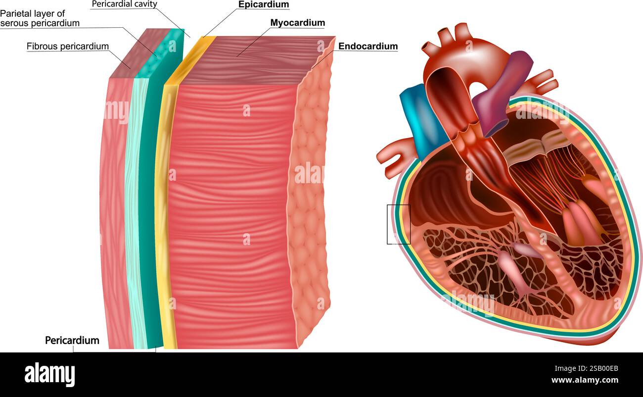Struttura del pericardio e strati della parete cardiaca. Sezione trasversale dettagliata del ...