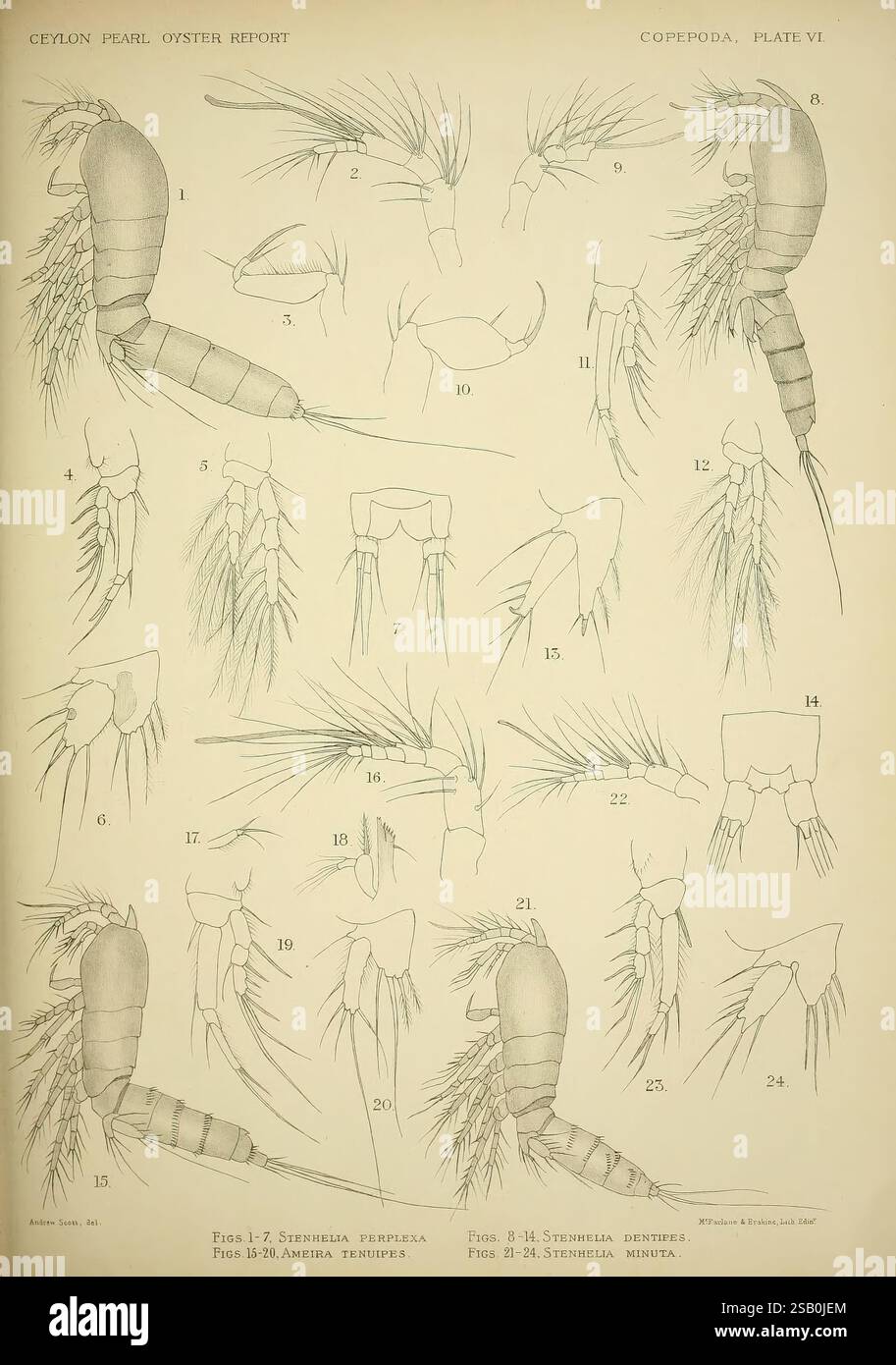 Relazione del Copepoda raccolta dal professor Herdman, a Ceylon, nel ...