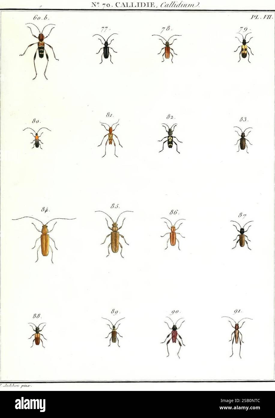 Entomologie ou Histoire naturelle des Insectes, Parigi, Imp. Baudouin ...