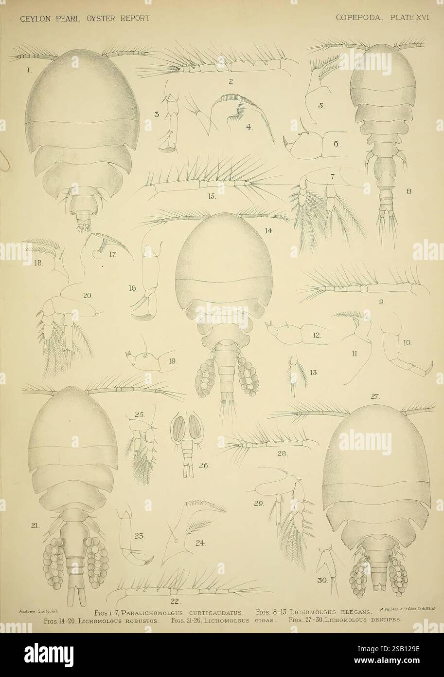 Relazione del Copepoda raccolta dal professor Herdman, a Ceylon, nel ...