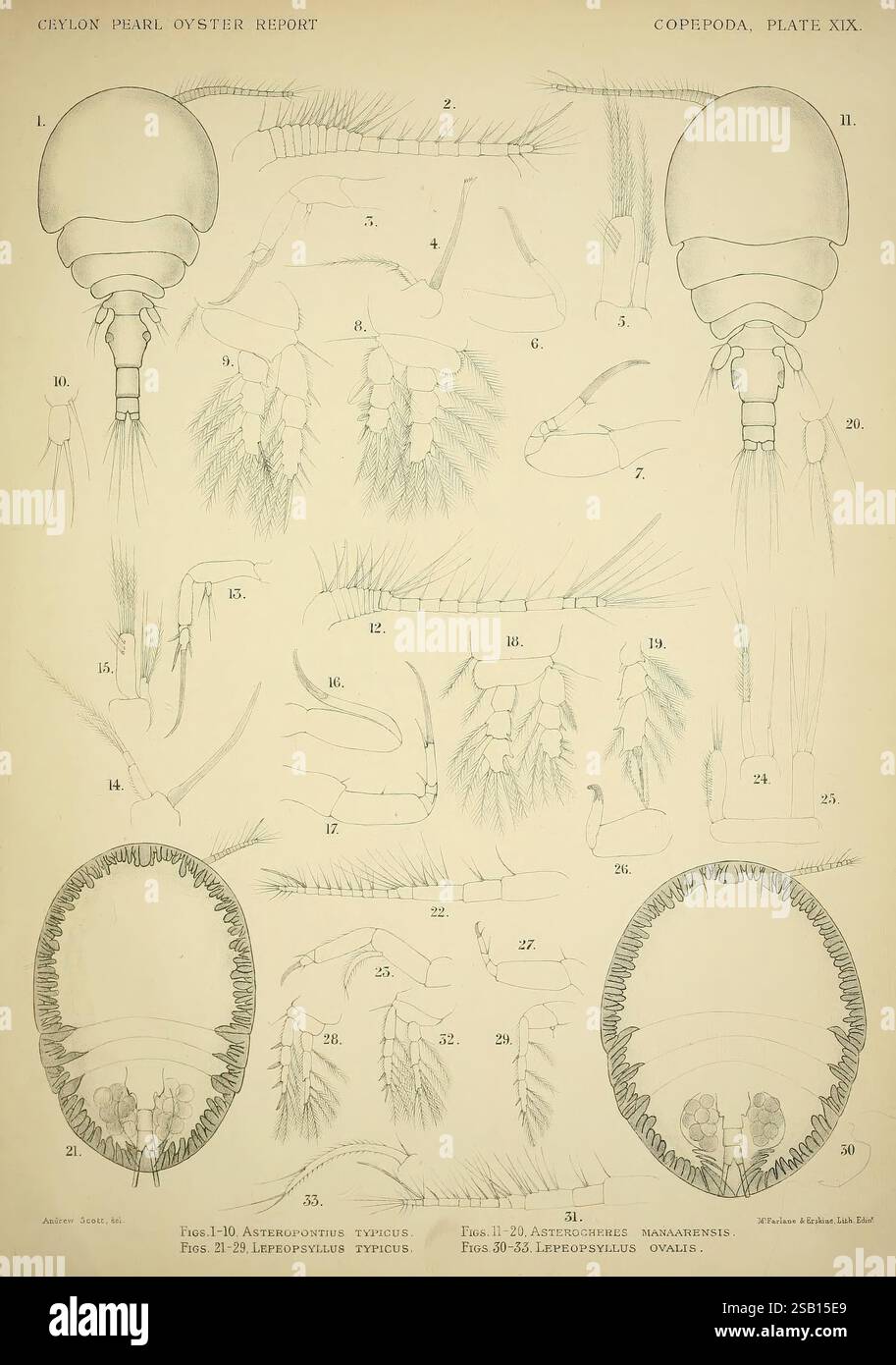 Rapporto, di, il, Copepoda, raccolto, del professor Herdman, at, Ceylon ...