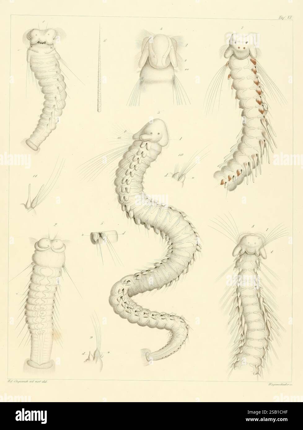 Beobachtungen über Anatomie und Entwicklungsgeschichte wirbelloser ...