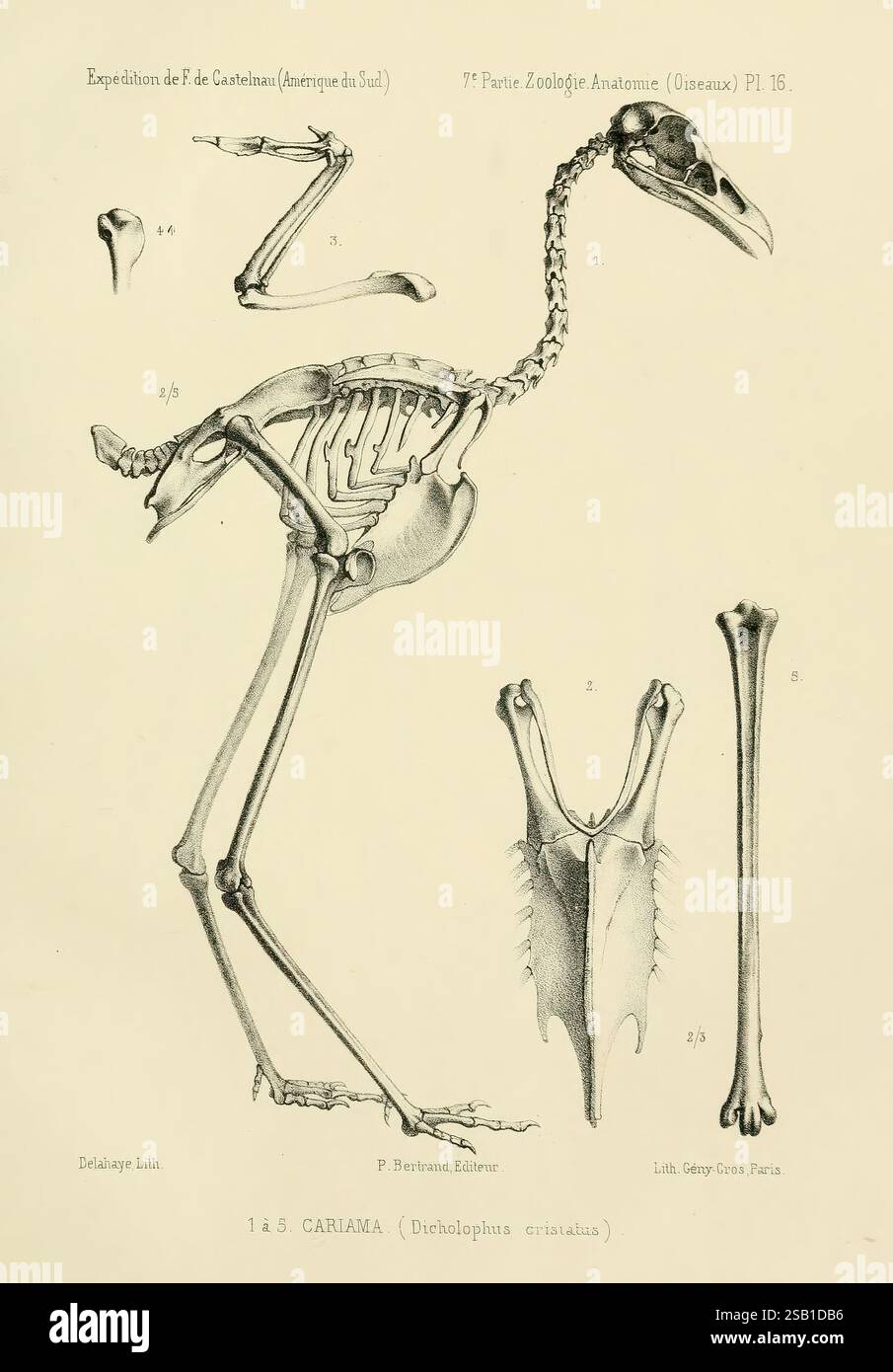 Anatomia Delle Ossa Delle Ali Degli Uccelli