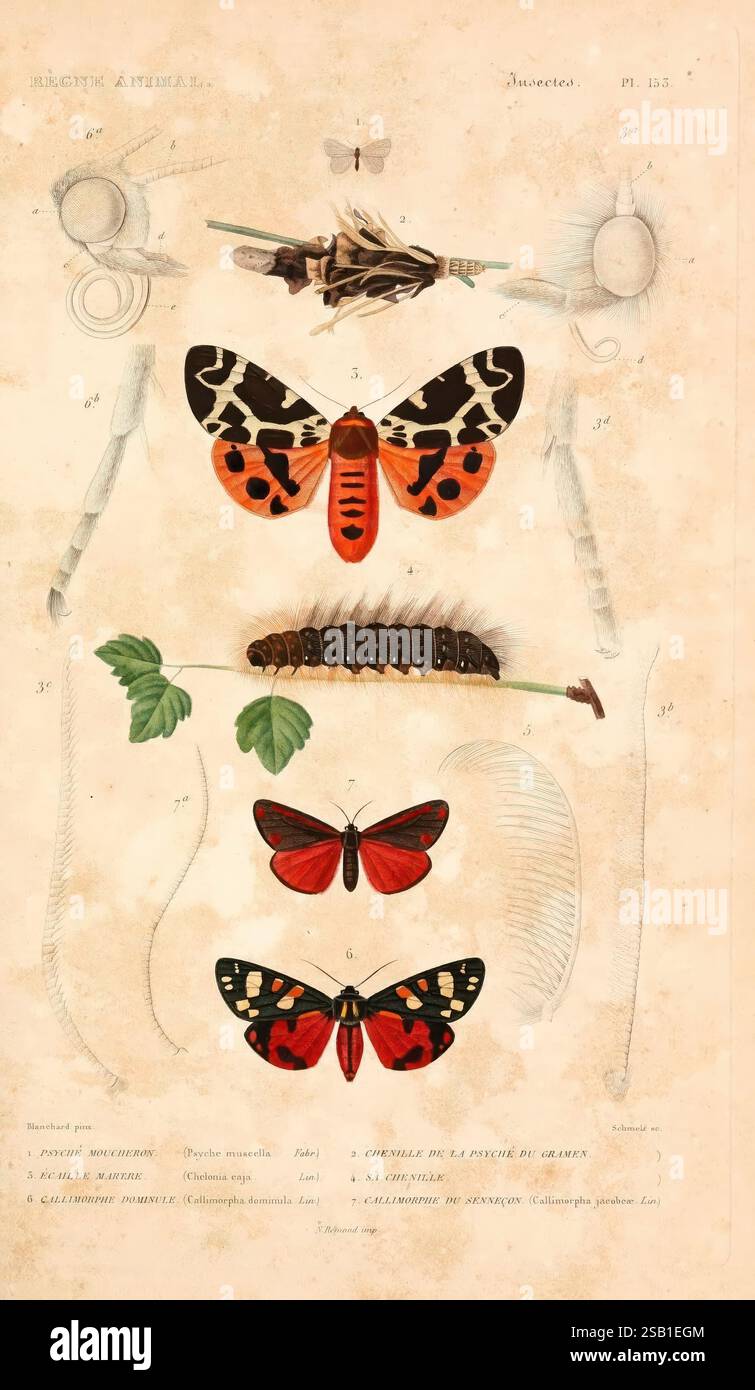 Le règne Animal distribué d'après son Organization, Parigi, 1836-1849 ...