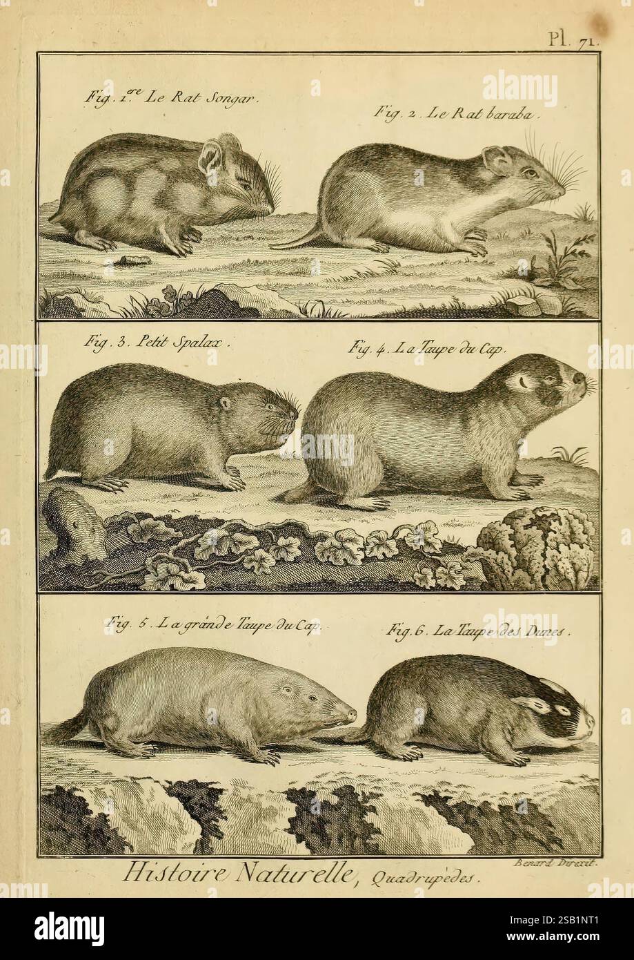 Mammalogie, ou, Description des espèces de mammifères A Paris, Chez Mme ...
