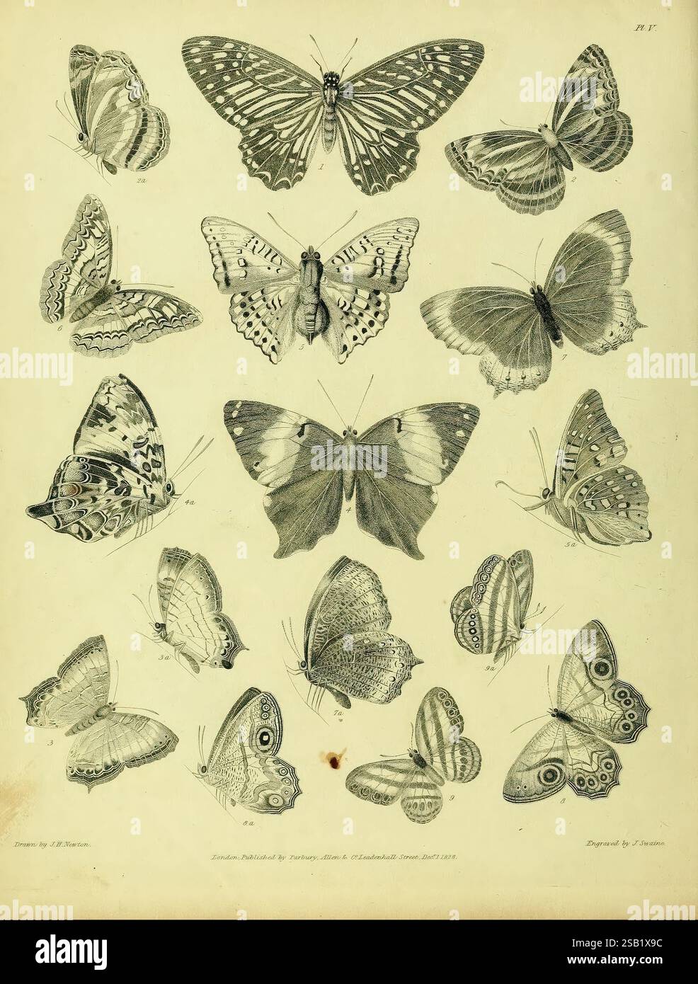 Descrittivo, catalogo, del, lepidottero, insetti, contenuti, nel, Museo ...