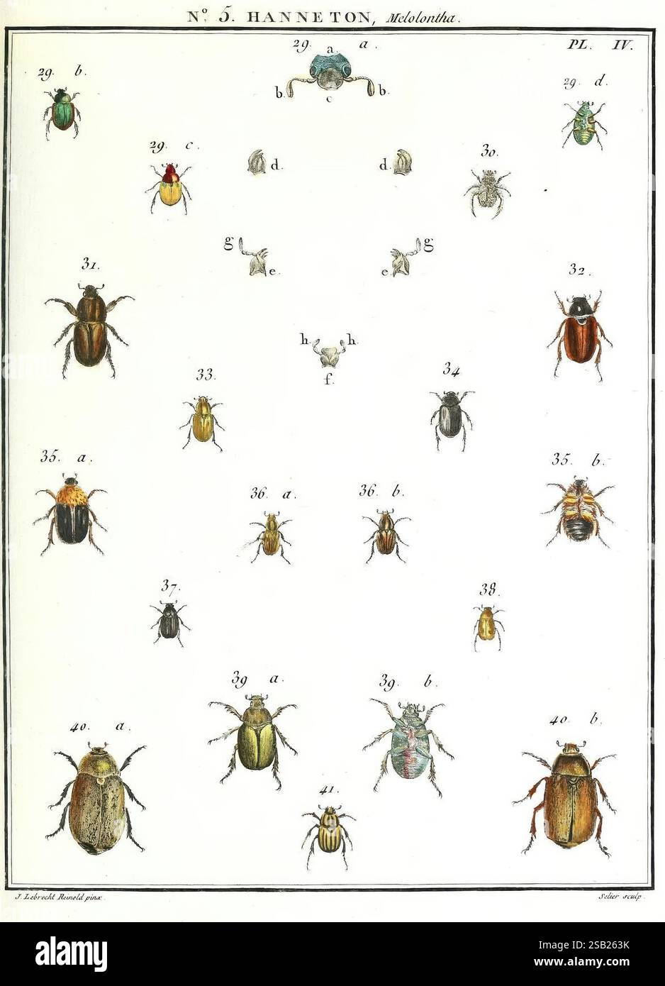 Entomologie, ou Histoire naturelle des Insectes, Parigi, Imp. Baudouin ...