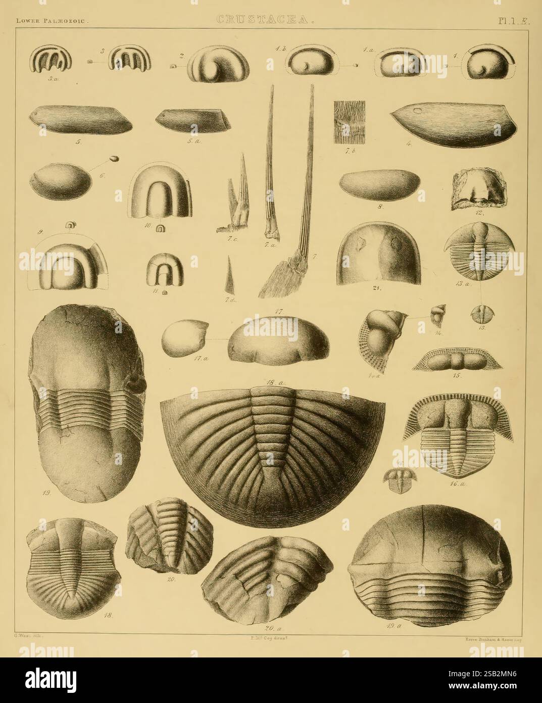 A synopsis of the classification of the British Palæozoic Rocks, London ...