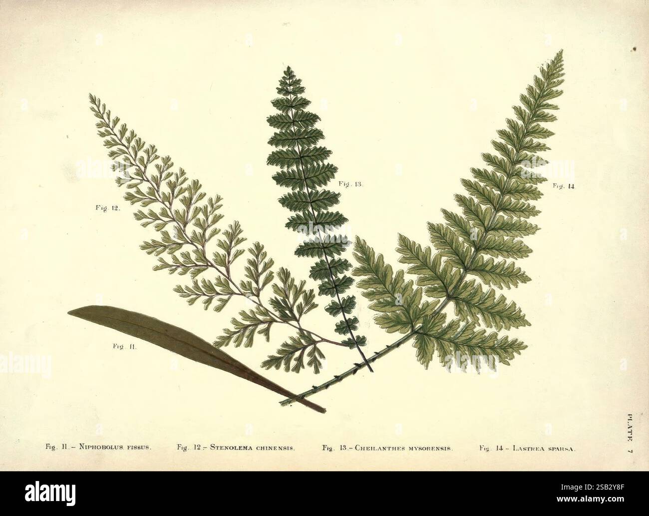 Album of Indian Ferns, Londra, W. Day, 1887, Botany, India, opere ...
