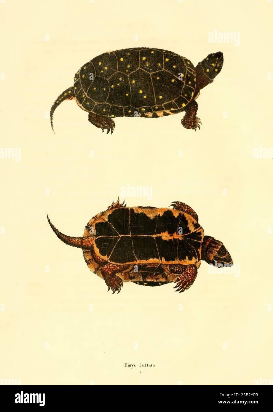 North American herpetology, Philadelphia, J. Dobson, 1836-1840, anfibi ...