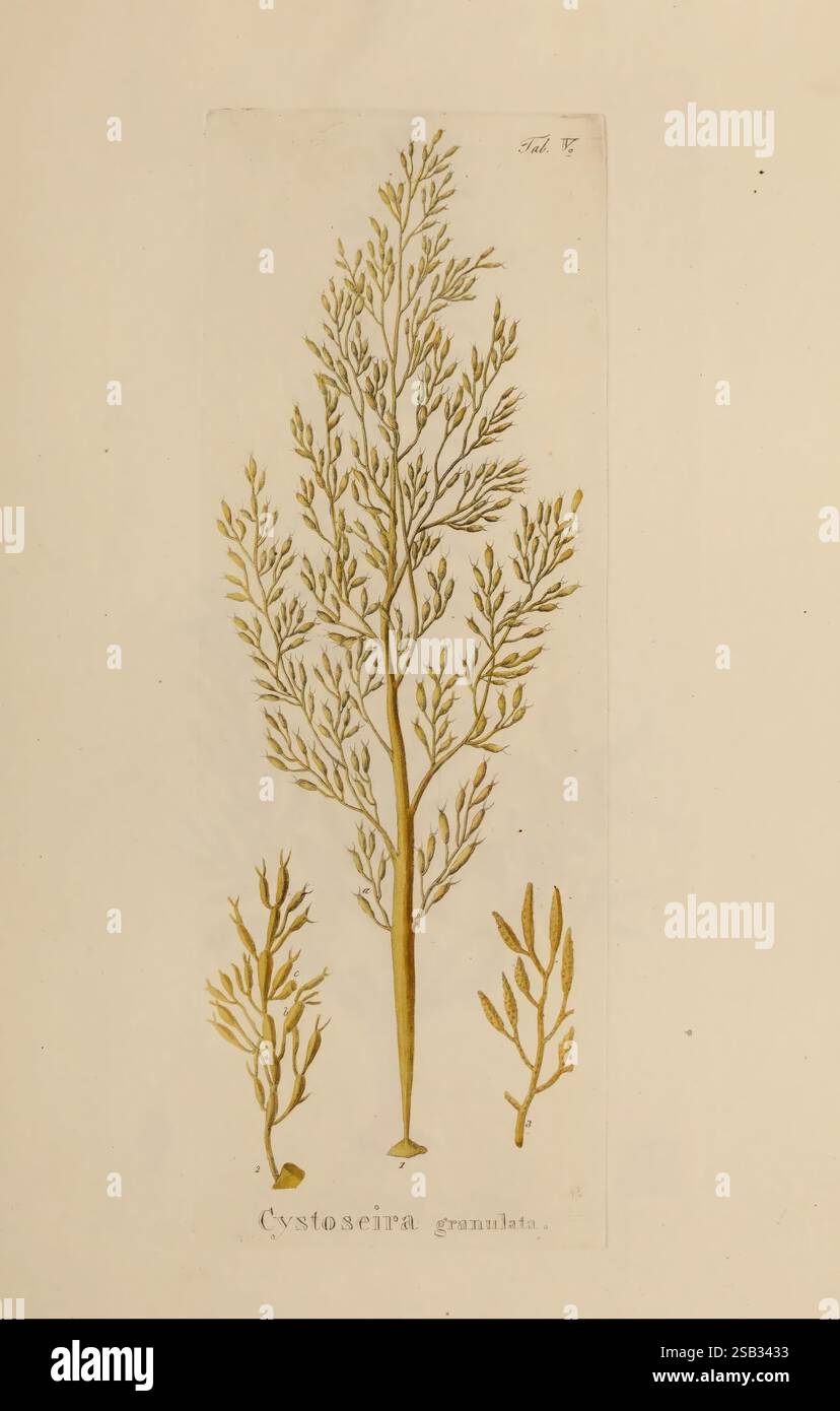 Hydrophytologiae, Regni Neapolitani, iconi, Neapoli, Ex Typographia ...