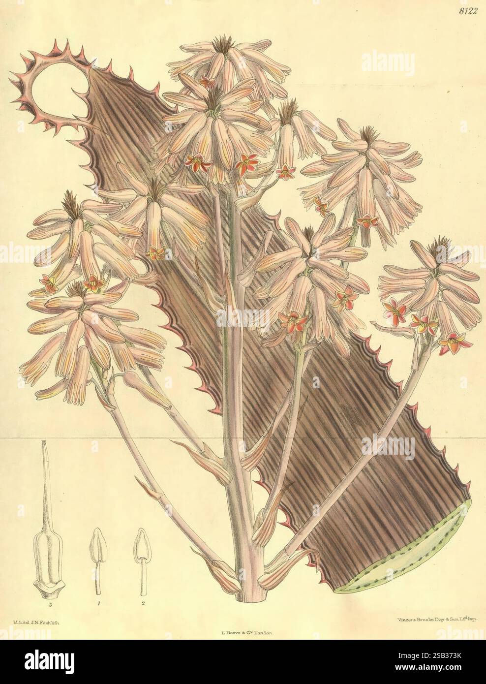 Curtis's Botanical Magazine, Londra, New York, Botany, periodici, opere ...
