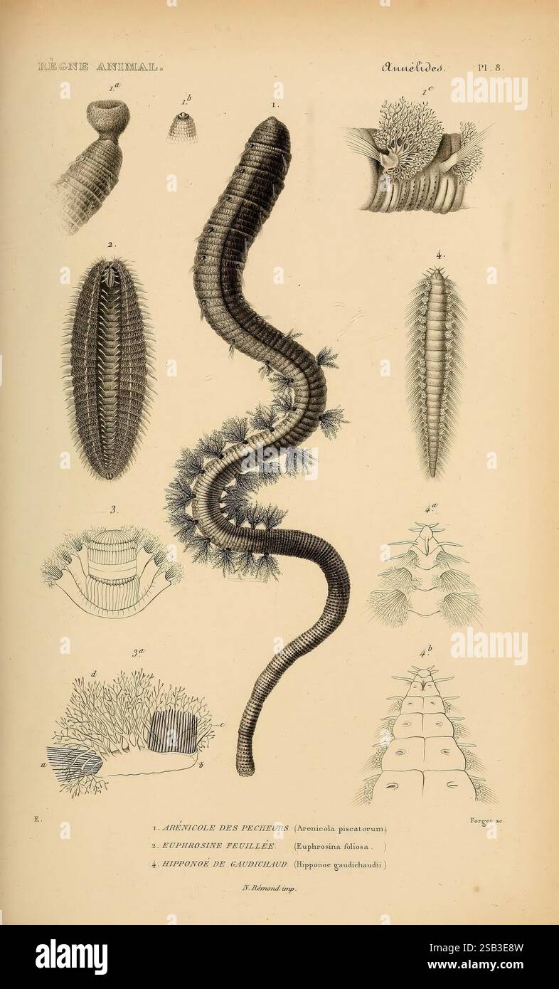 Le règne Animal distribué d'après son Organization Paris, 1836-1849 ...