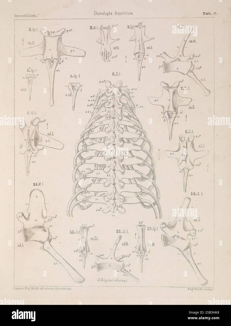 DAS Skelet der Krokodilinen, Wien, W. Braumüller, 1862, scheletro ...