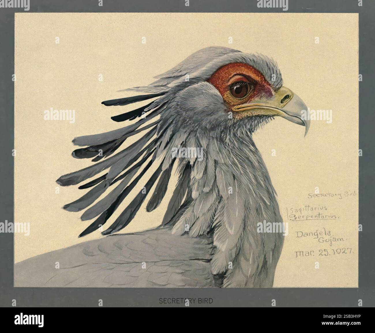 Album di uccelli e mammiferi abissini Chicago Field Museum of Natural ...