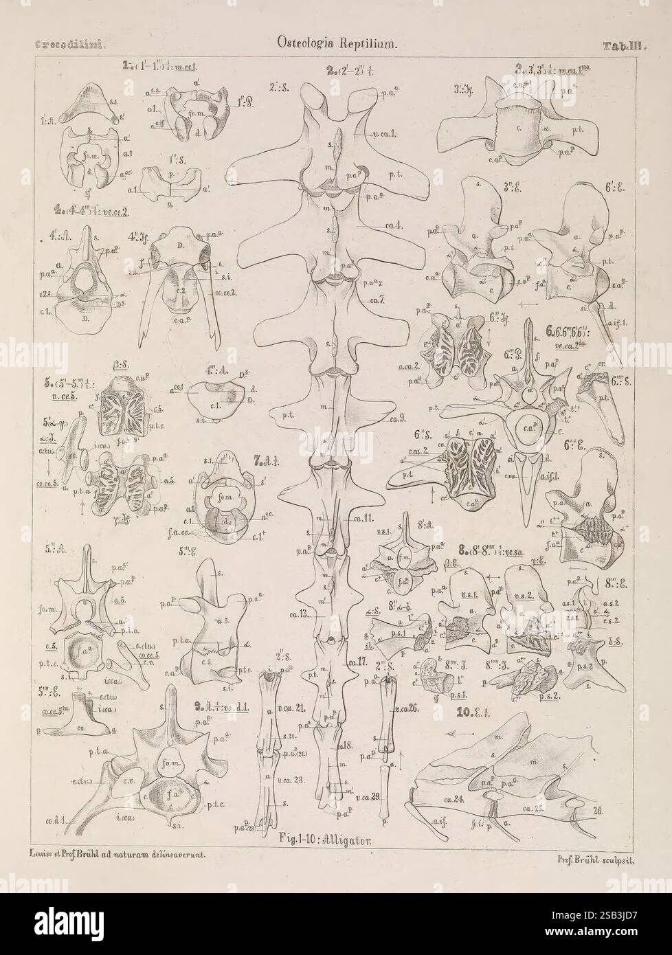 DAS Skelet der Krokodilien, Wien, W. Braumüller, 1862 scheletro ...
