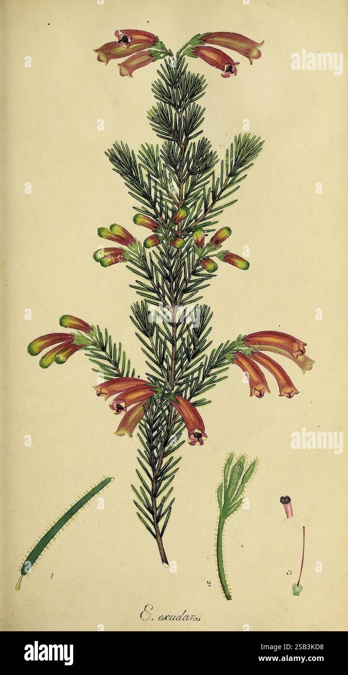 The Heathery, o Una monografia del genere Erica, London, Henry G. Bohn ...