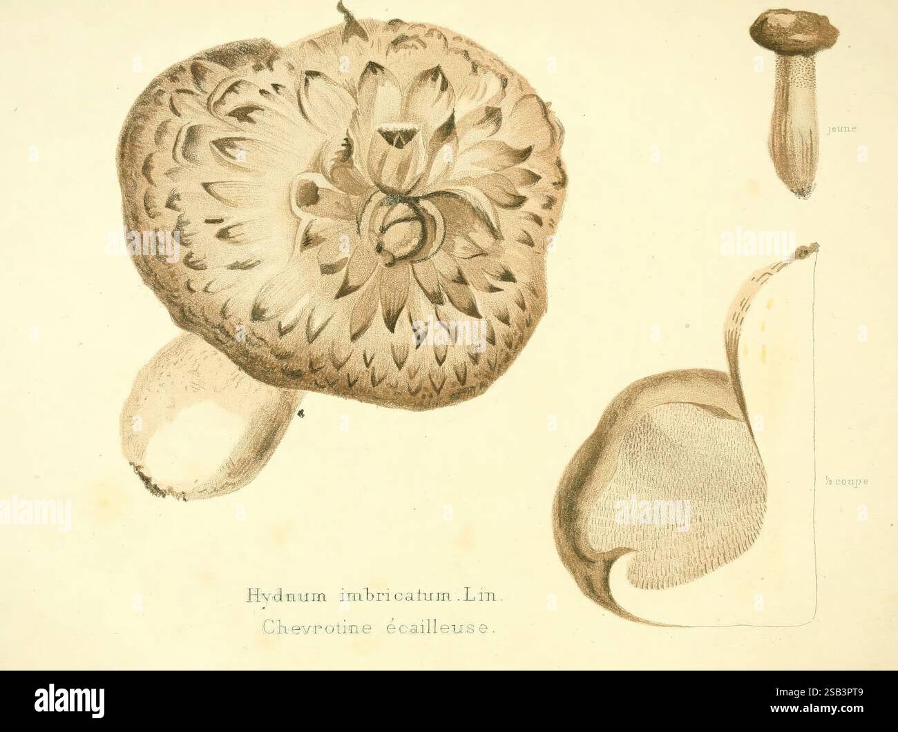 Les, champignons, comestibles, du, Canton, de, Neuchâtel, Atel ...