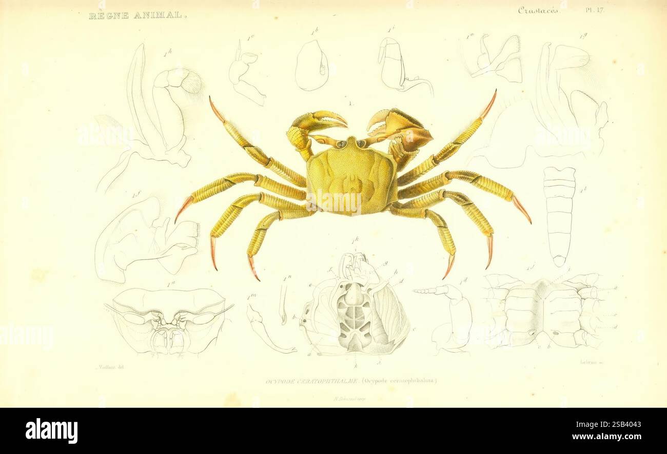 Le règne Animal distribué d'après son Organization, Parigi, 1836-1849 ...