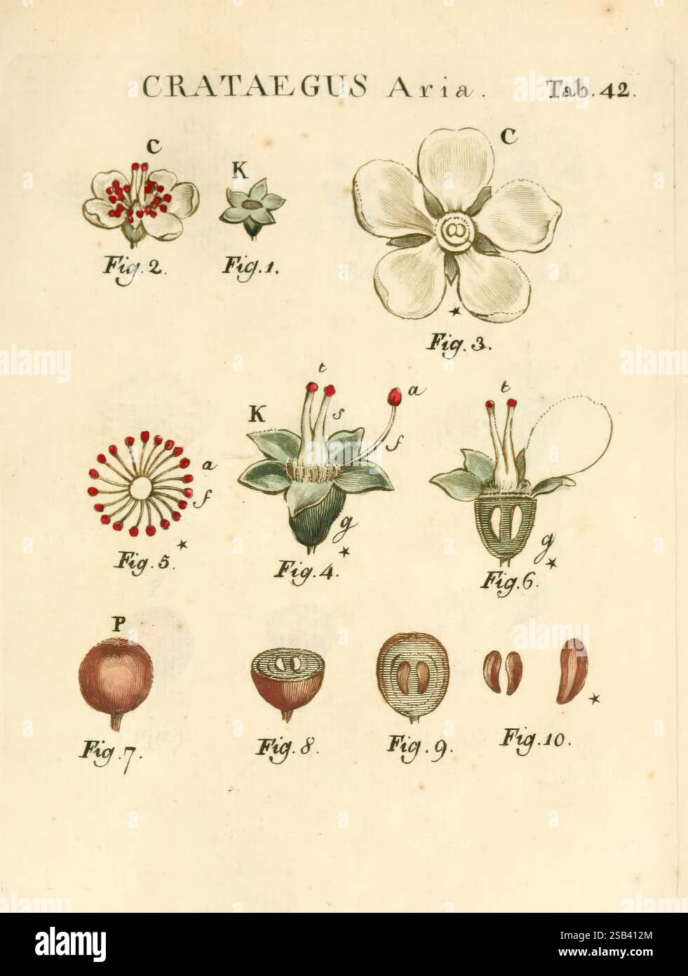 Illustratio systematis sexualis Linnaeani Francofurti ad Moenum ...
