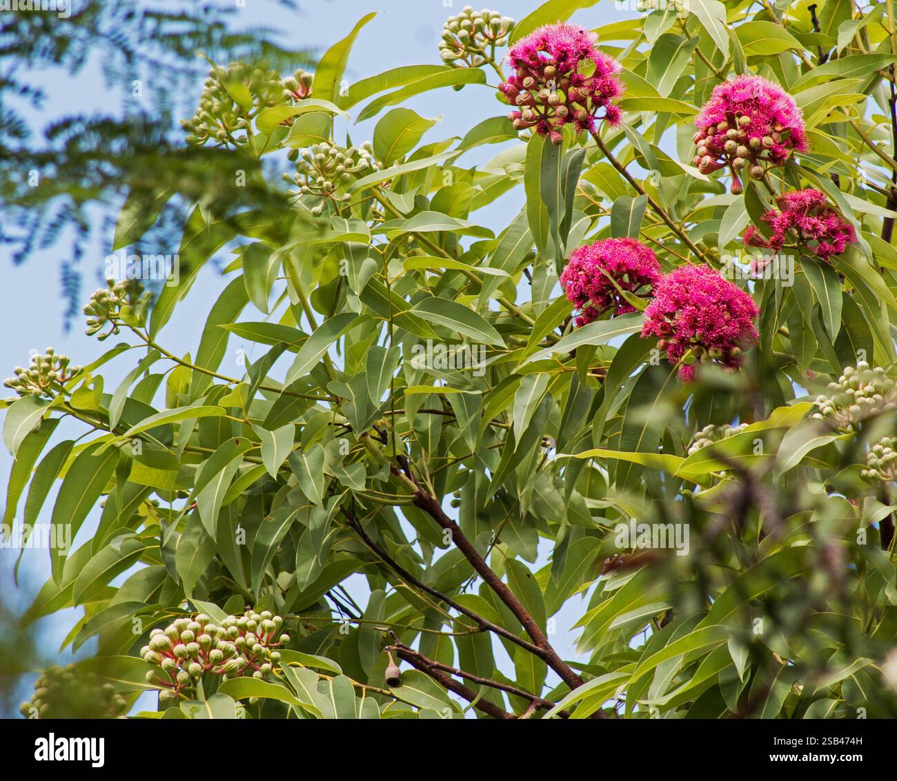 Eucalyptus calophylla immagini e fotografie stock ad alta risoluzione ...