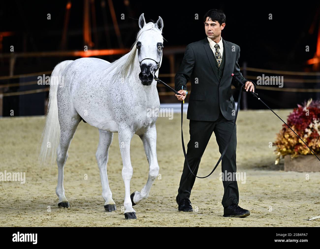 KATARA INTERNATIONAL ARABIAN HORSE FESTIVAL KIAHF 2025 Dhari al Zobair ...