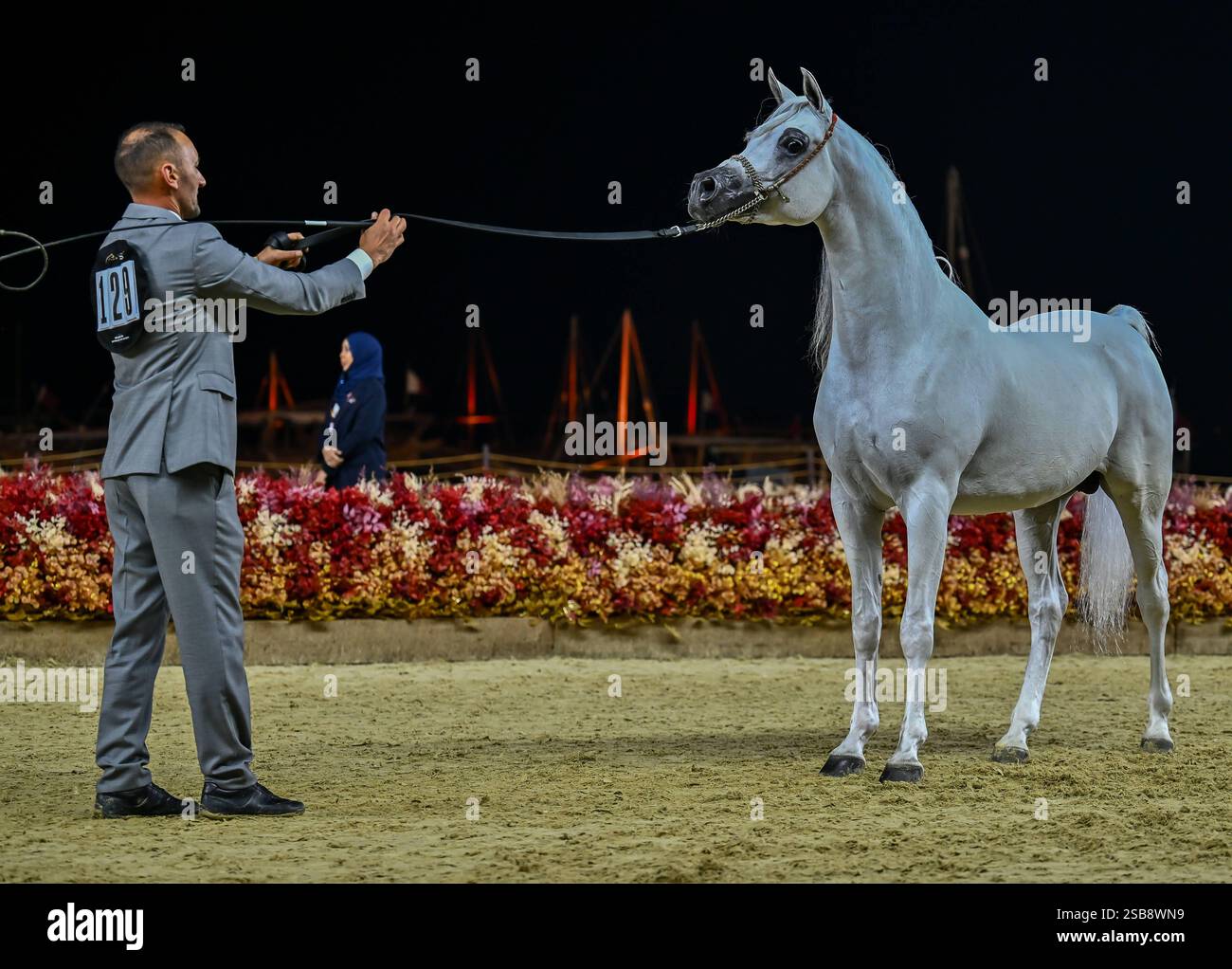 KATARA INTERNATIONAL ARABIAN HORSE FESTIVAL KIAHF 2025 GJ Faheem di ...