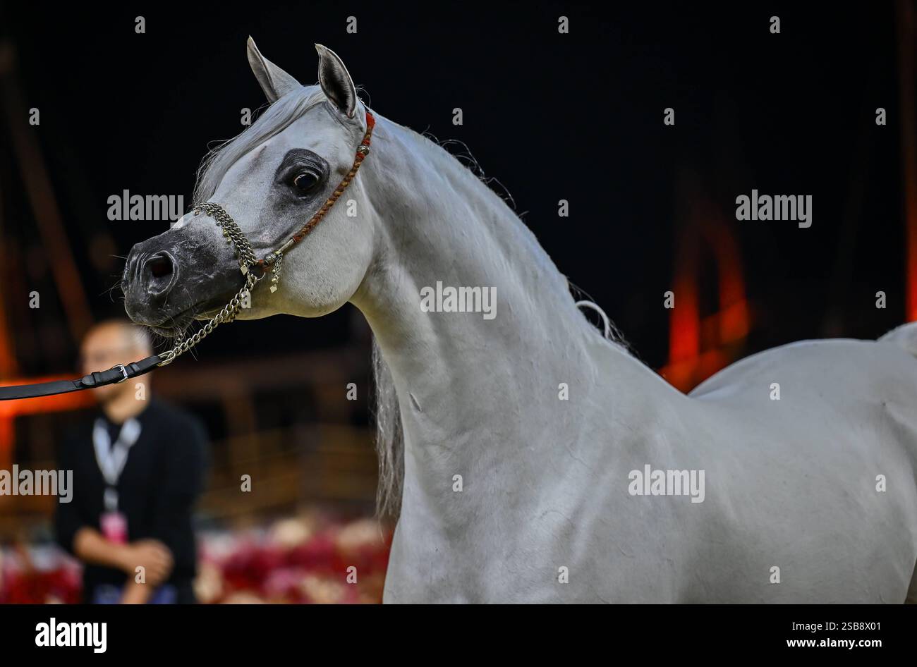 KATARA INTERNATIONAL ARABIAN HORSE FESTIVAL KIAHF 2025 GJ Faheem di ...
