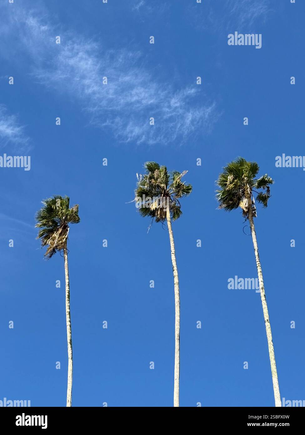 Palme magre molto alte immagini e fotografie stock ad alta risoluzione ...