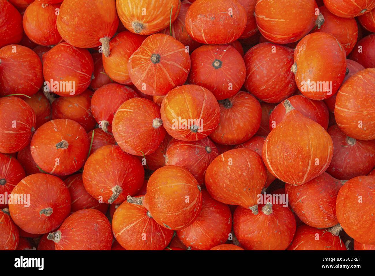 Zucca uchiki kuri immagini e fotografie stock ad alta risoluzione - Alamy