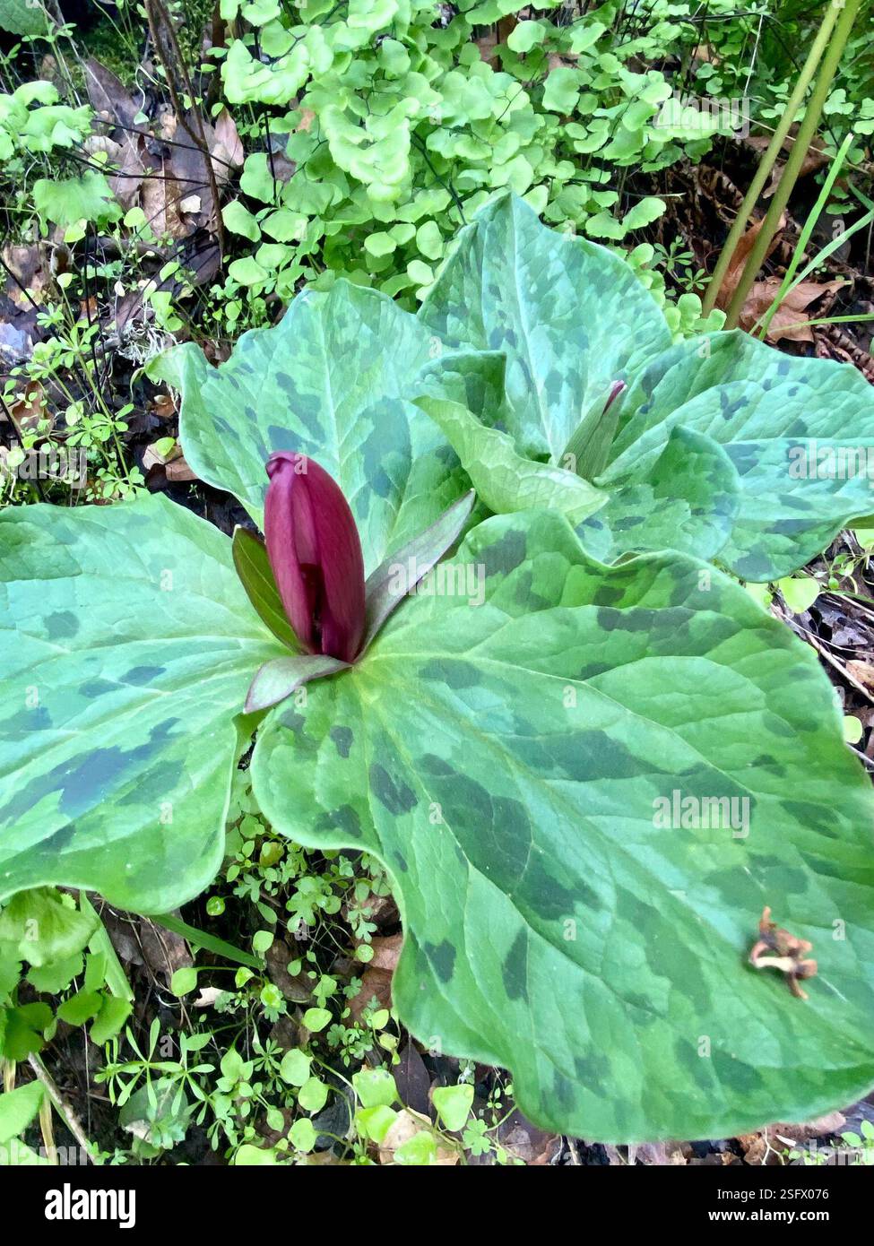 Wakerobin gigante (Trillium chloropetalum), Plantae, Garland Ranch ...