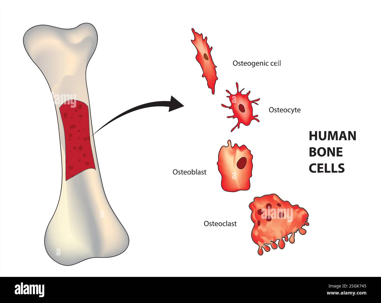 Cellule degli osteoblasti immagini e fotografie stock ad alta ...