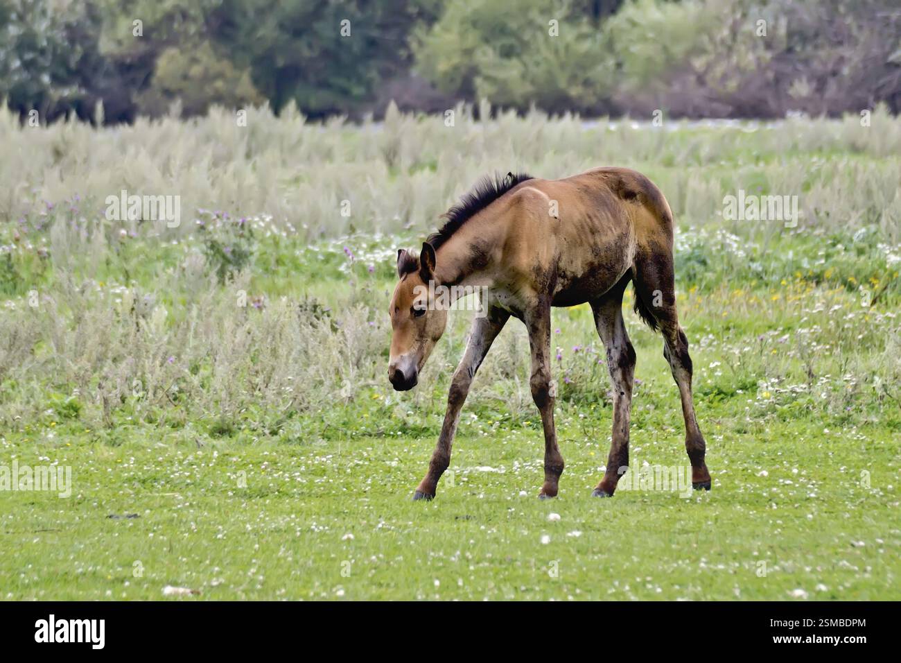 Cavallo bianco con macchie nere immagini e fotografie stock ad alta ...