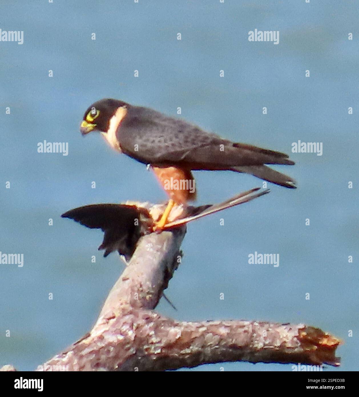 BAT Falcon (Falco rufigularis), Aves, Colon, Pennsylvania, mentre ...