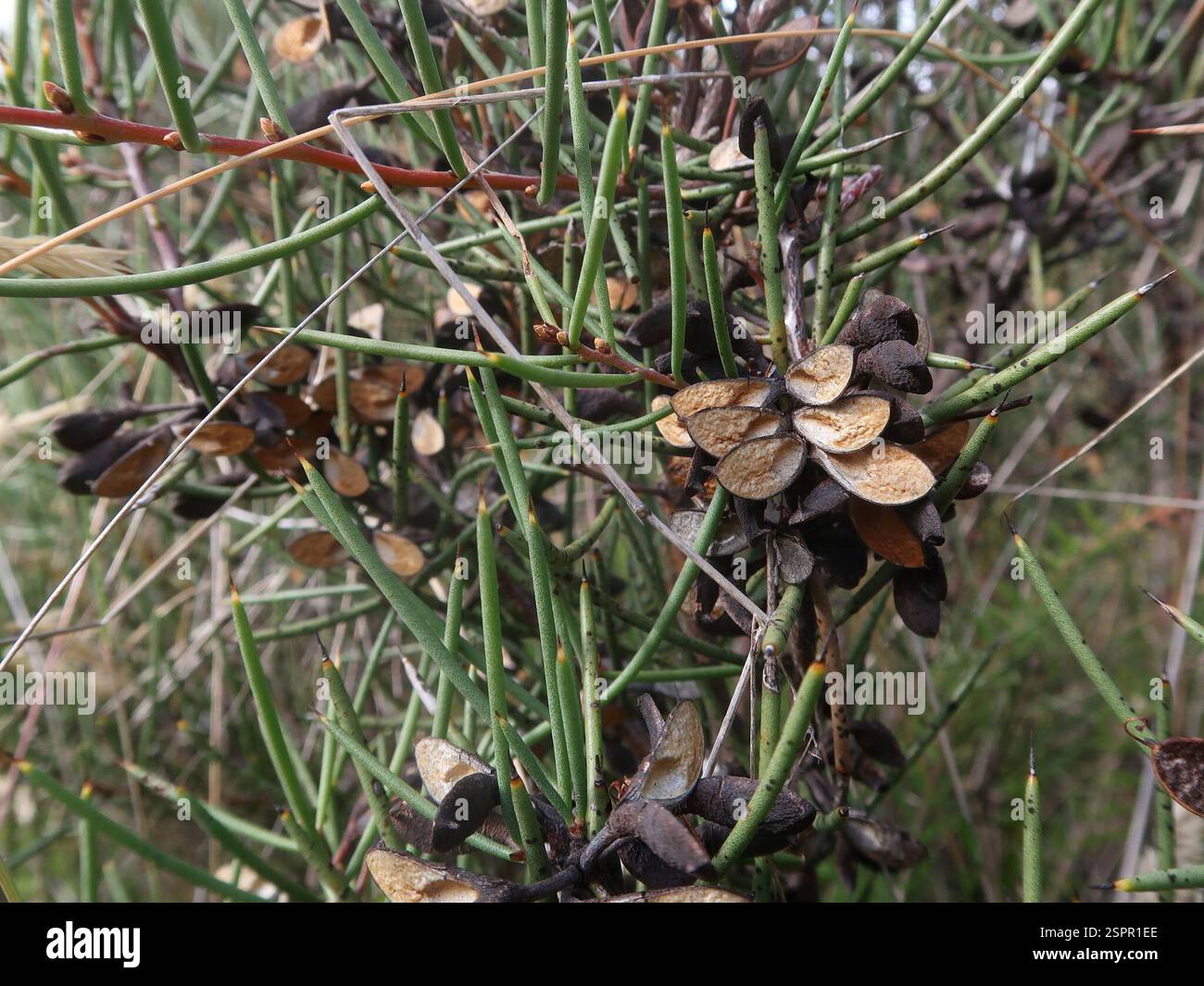 Hakea (Hakea microcarpa), Plantae, Steppes Homestead, The Steppes State ...