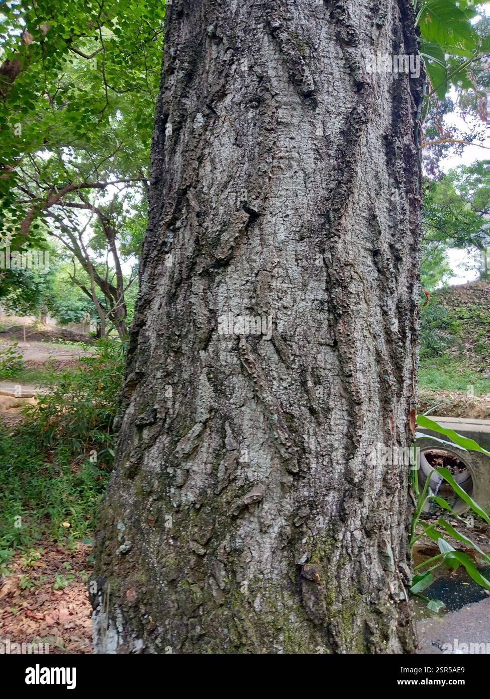 Yellow mombin (Spondias mombin), Plantae, Guanare 3350, Portuguesa ...