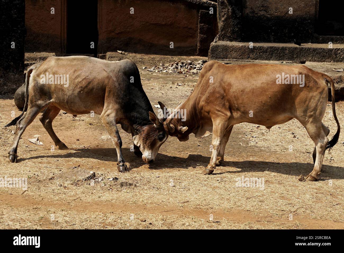 Lotta toro indiano immagini e fotografie stock ad alta risoluzione - Alamy