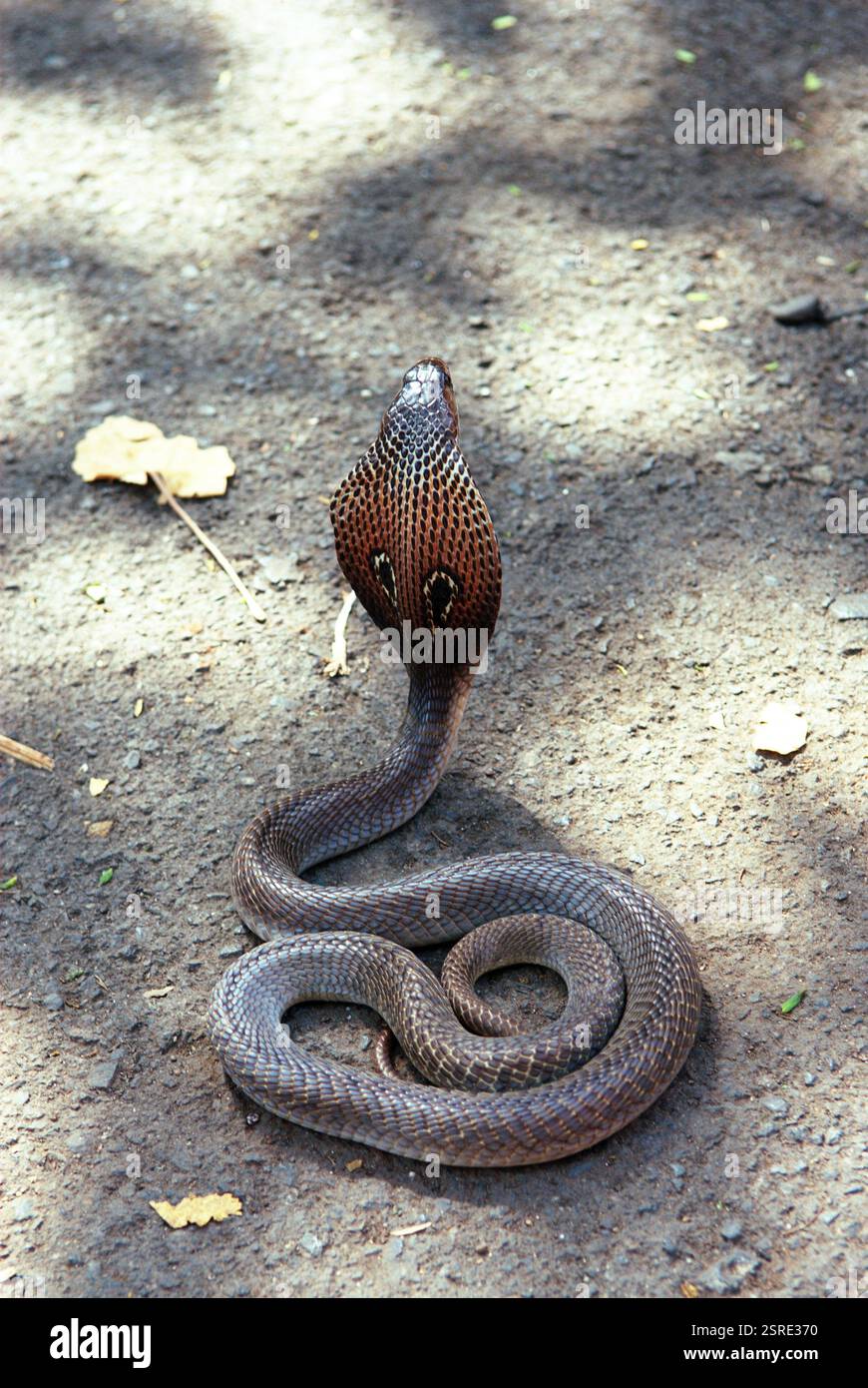 Animali selvaggi dell'india immagini e fotografie stock ad alta ...