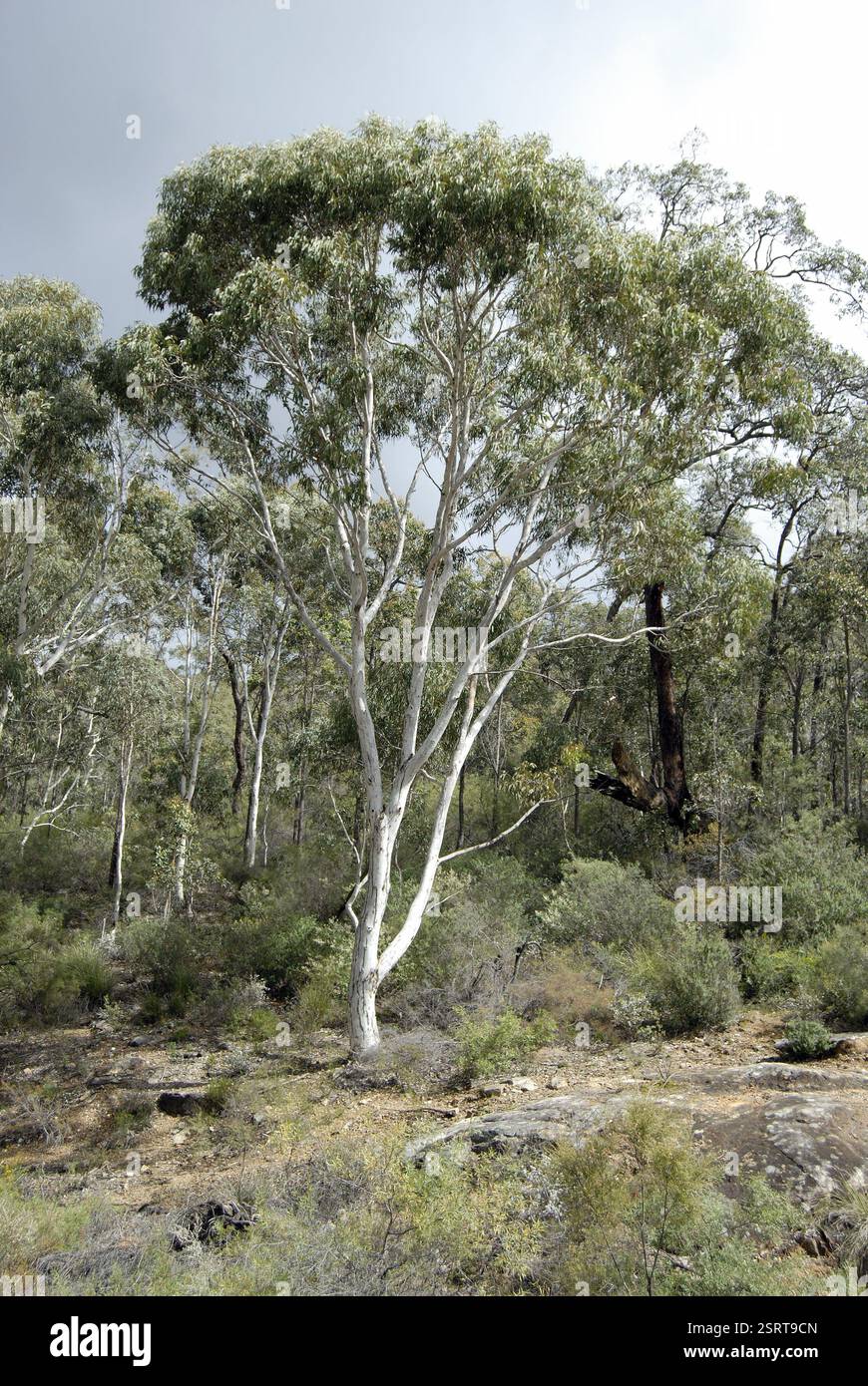 Australian trees immagini e fotografie stock ad alta risoluzione - Alamy