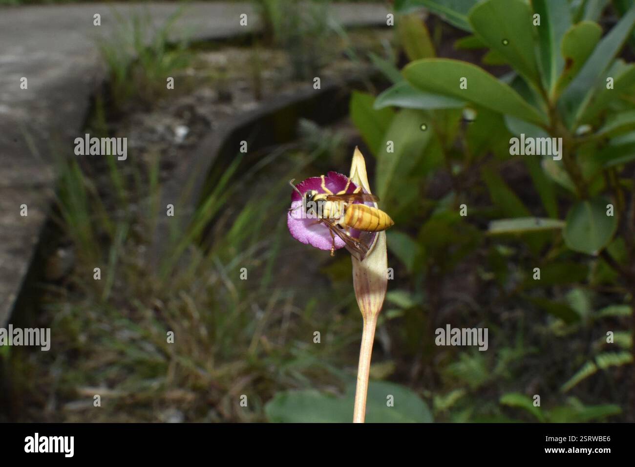 Vespa bicolor immagini e fotografie stock ad alta risoluzione - Alamy