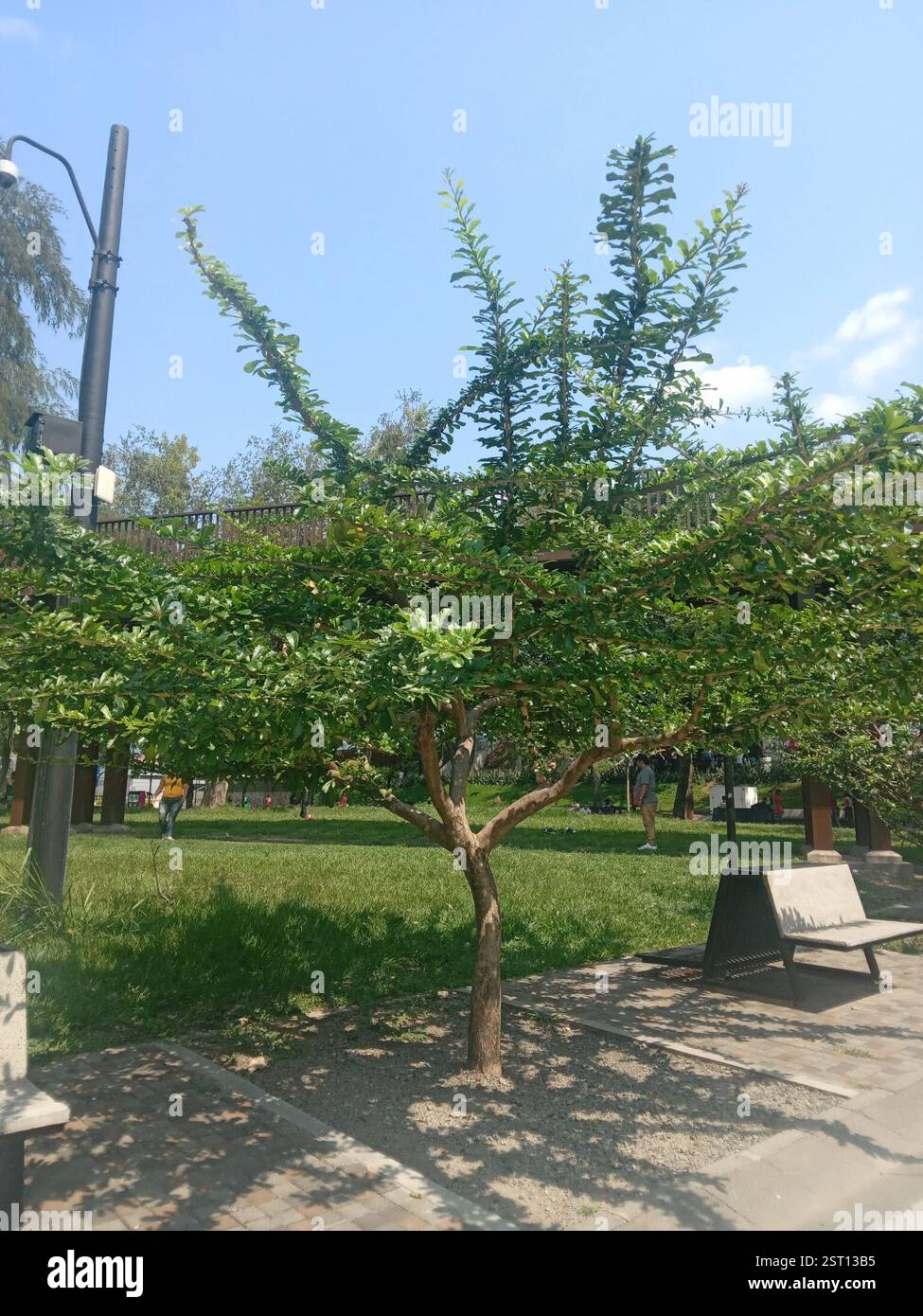 Calabash Tree (Crescentia cujete), Plantae, San Salvador, El Salvador ...